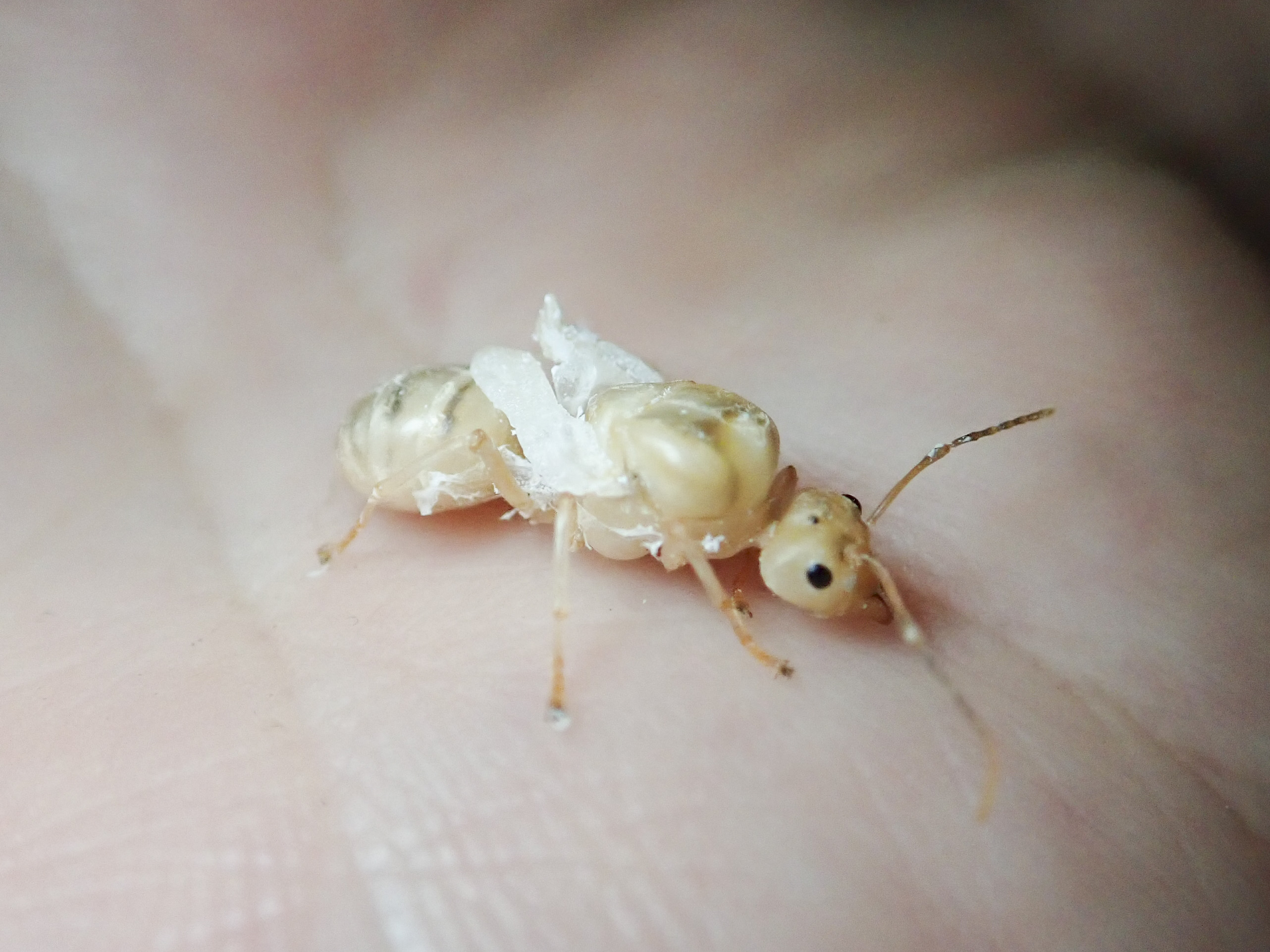 ディスカバリーチャンネル連載第三回が配信されました。 | 蟲ソムリエ.net byおいしい昆虫生活®︎