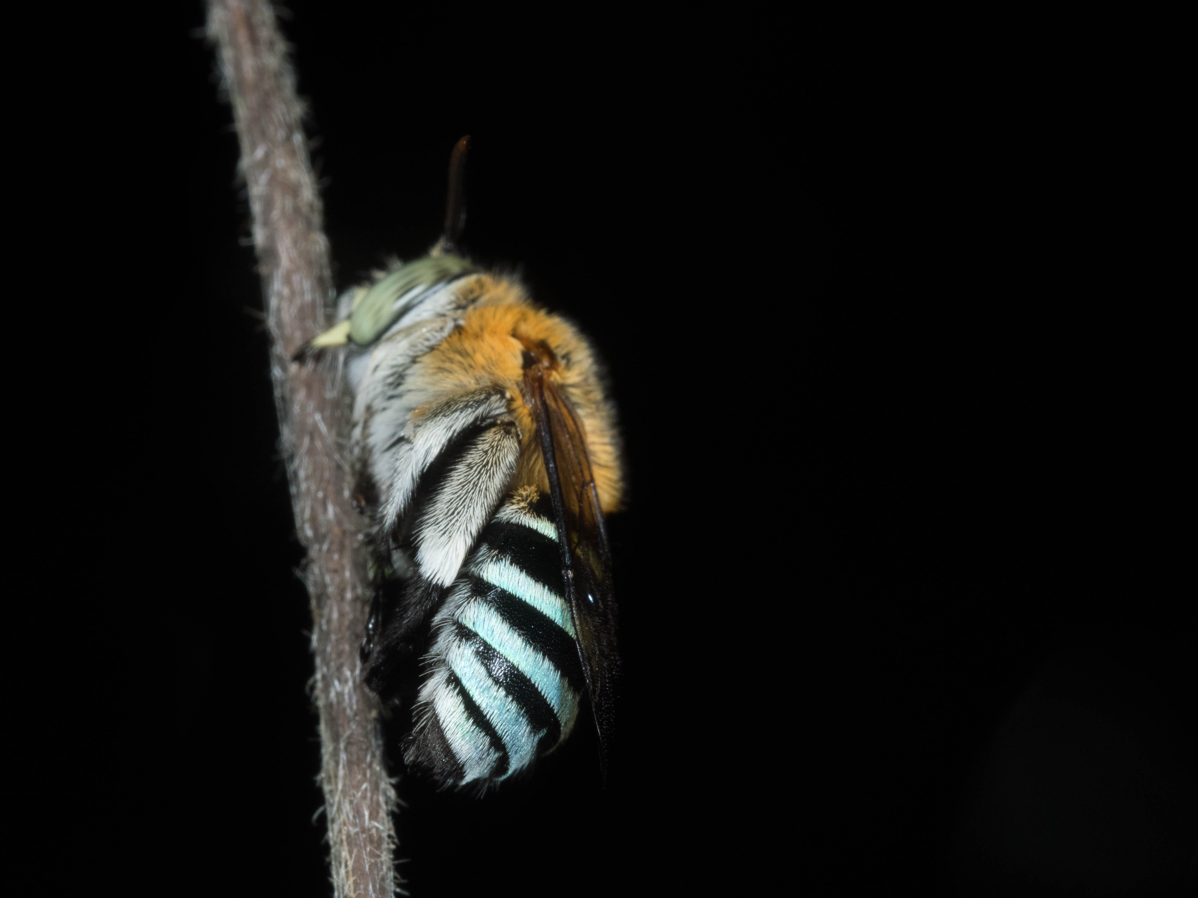 アオスジコシブトハナバチ | 蟲ソムリエ.net byおいしい昆虫生活®︎